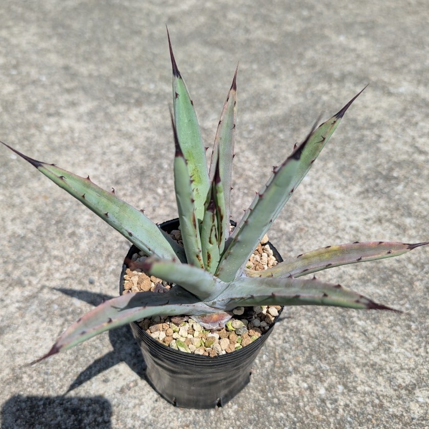 Yahoo!オークション - アガベ マクロアカンサ 実生 A131