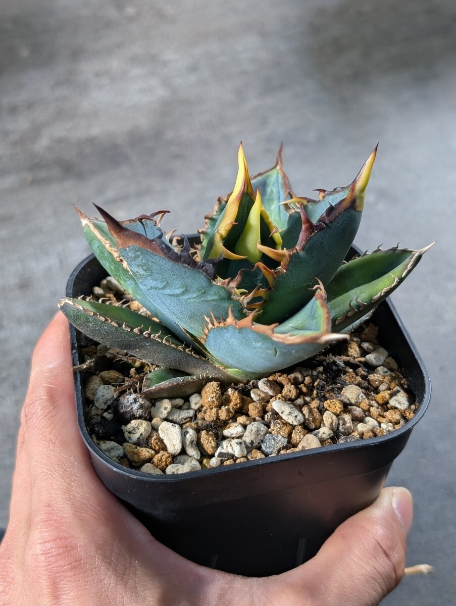 Yahoo!オークション - 選抜A155 アガベ オテロイ実生 選抜 チタノタ オ...