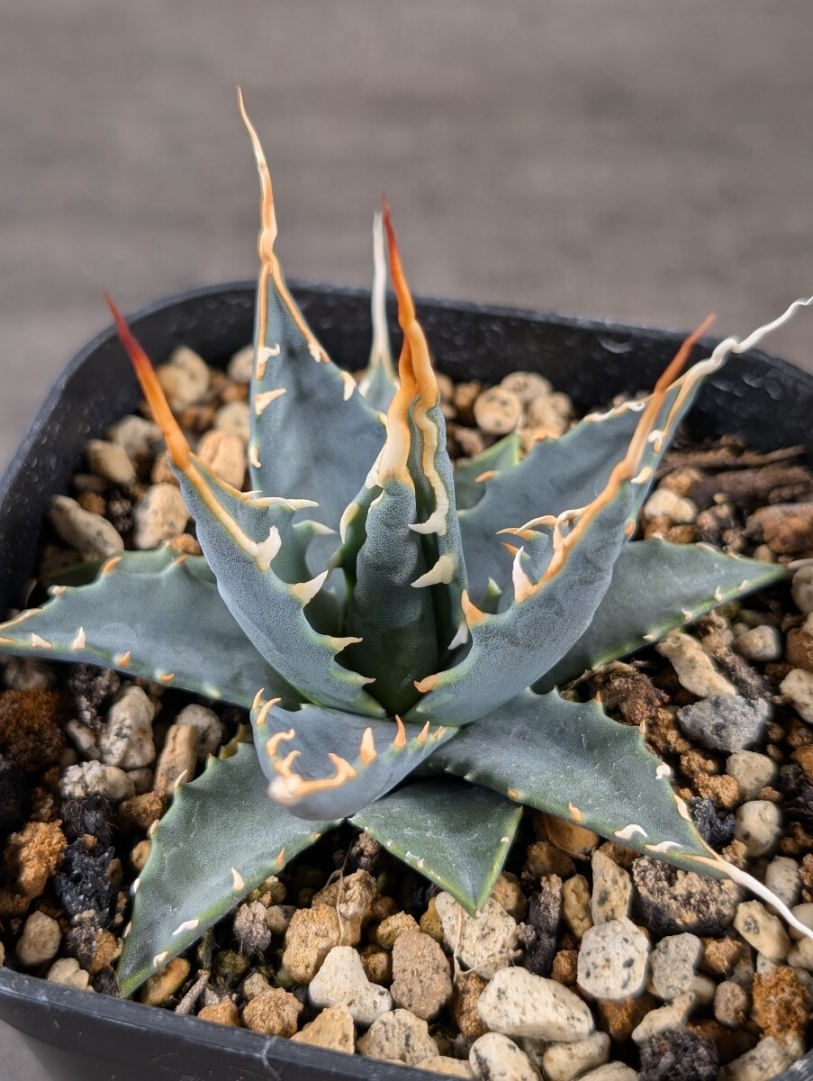 Yahoo!オークション - 現品A166 アガベ エボリスピナ実生 選抜 陽炎 ユ...