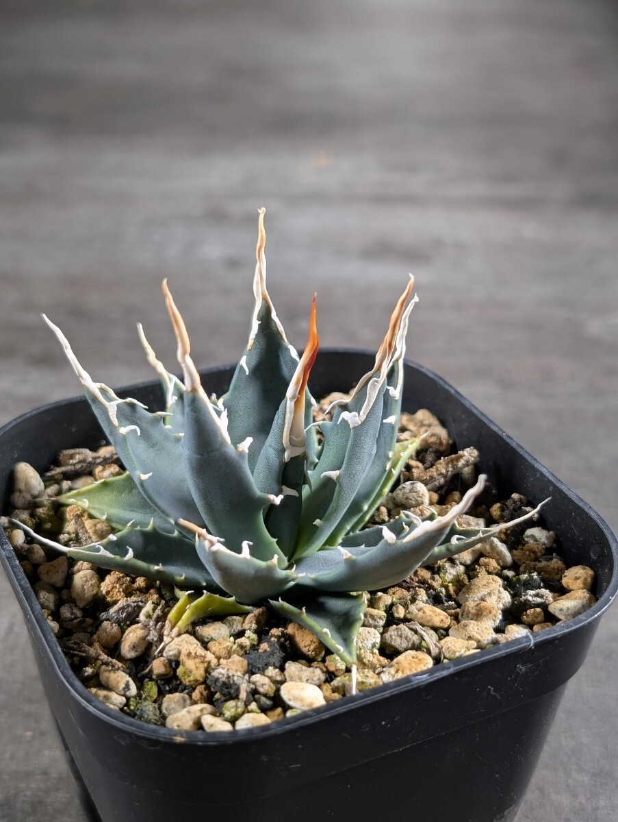 Yahoo!オークション - 選抜A163 アガベ エボリスピナ実生 選抜 陽炎 ユ...