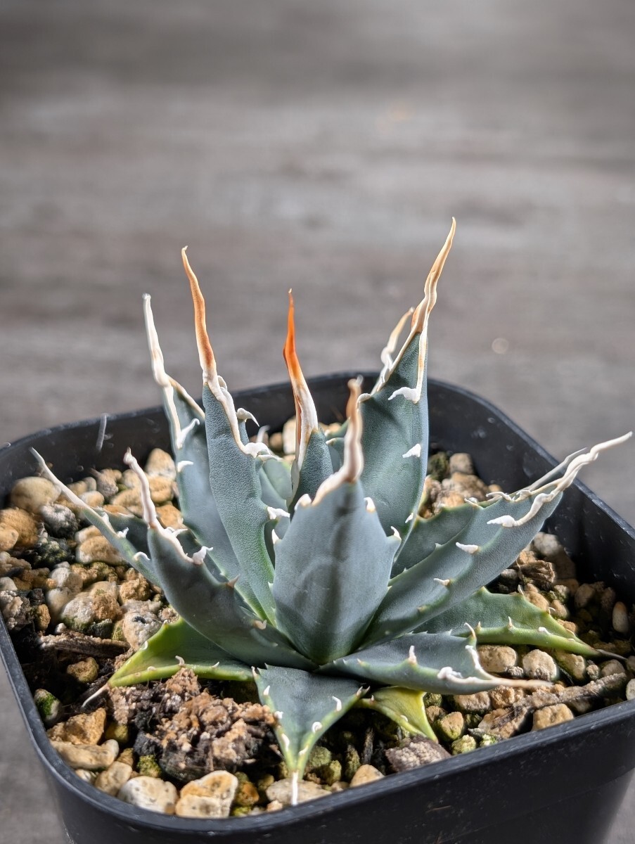 Yahoo!オークション - 選抜A163 アガベ エボリスピナ実生 選抜 陽炎 ユ...