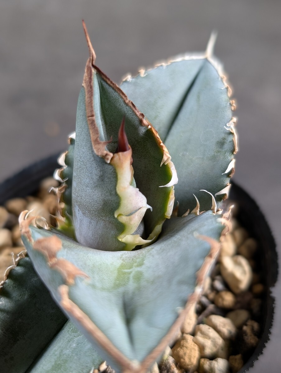 Yahoo!オークション - 現品A109 アガベ チタノタブルー 実生 オテロイ ...