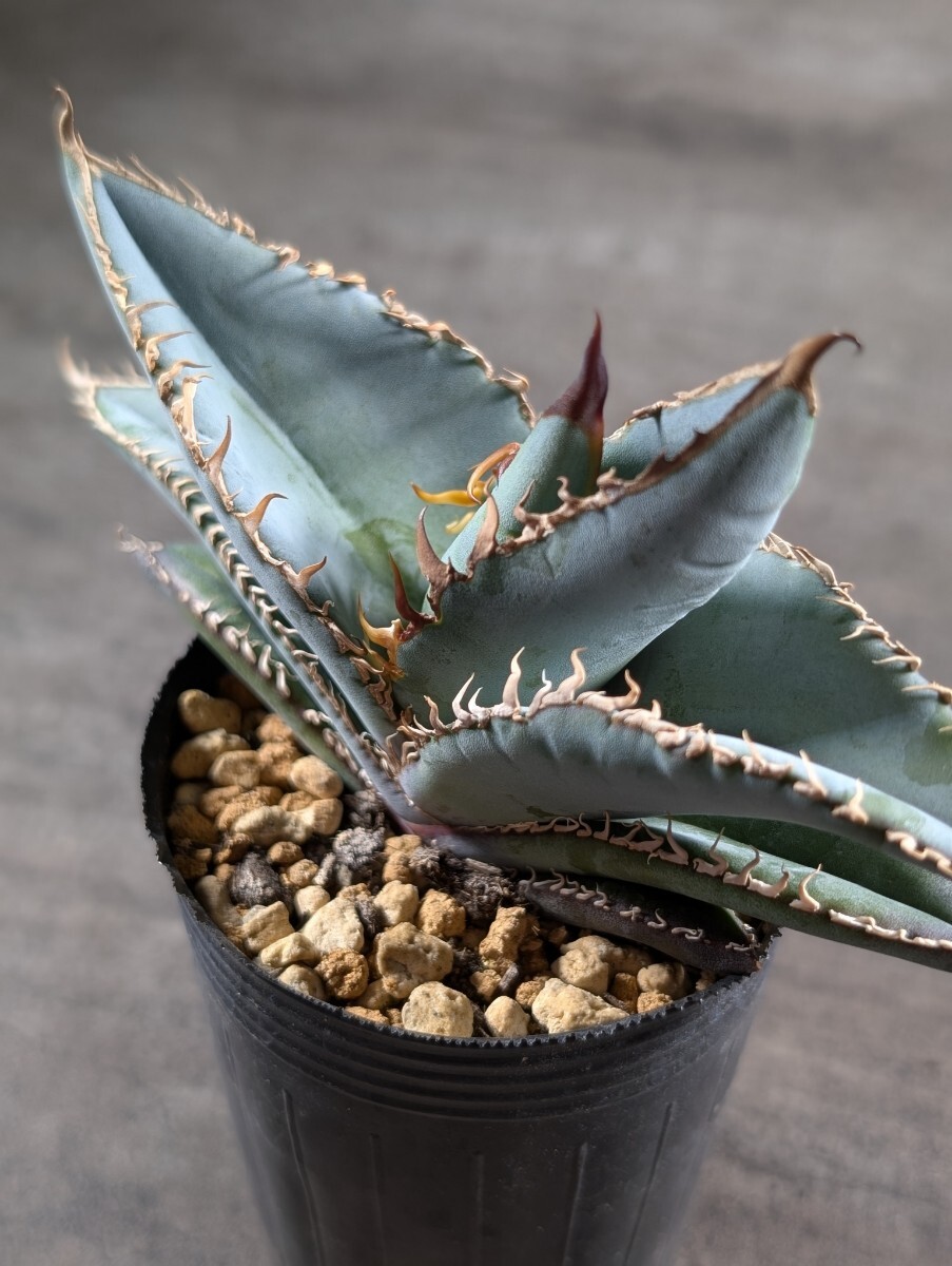 Yahoo!オークション - 現品A107 アガベ チタノタブルー 実生 オテロイ ...