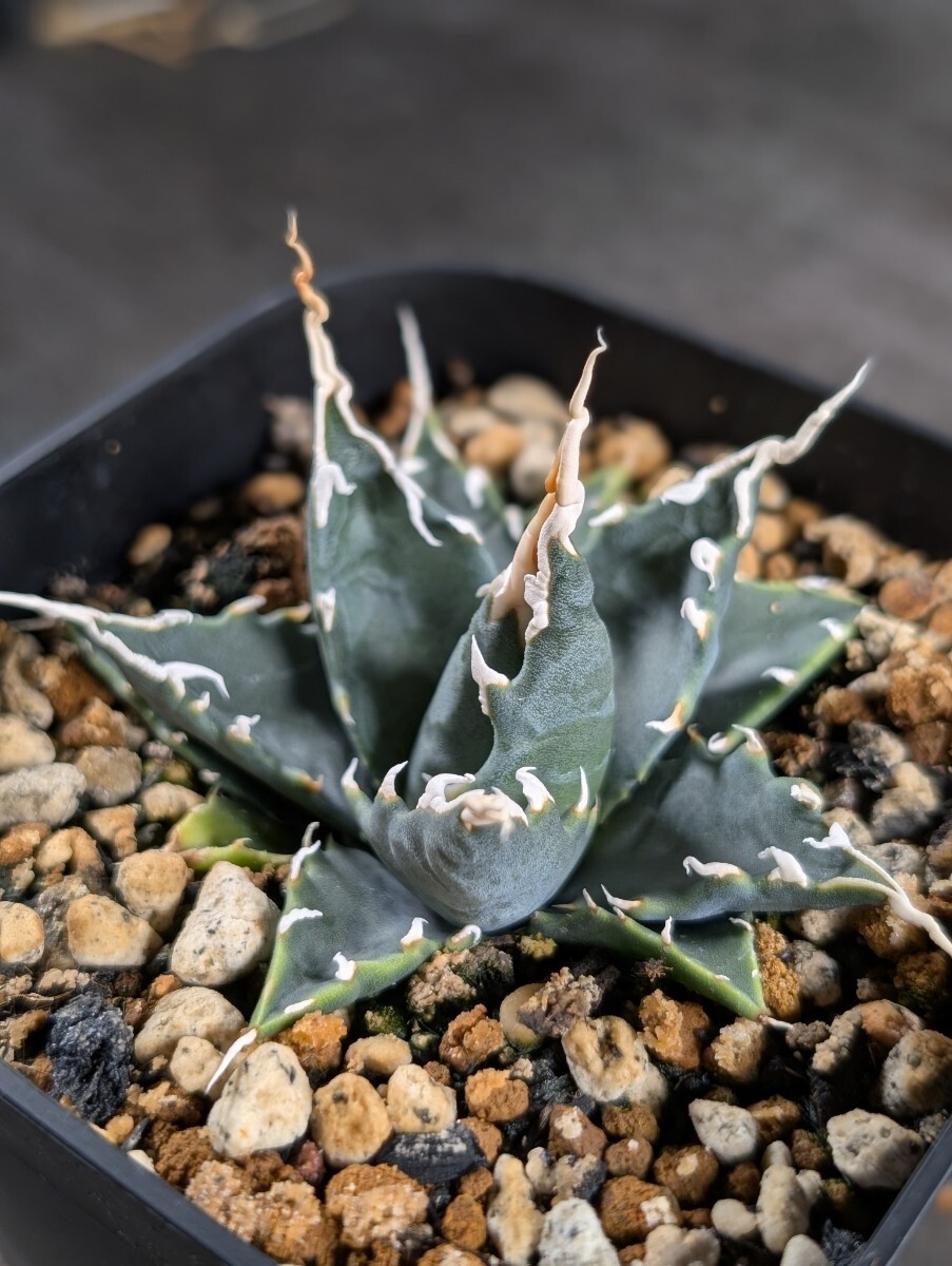 Yahoo!オークション - 選抜A174 アガベ エボリスピナ実生 選抜 陽炎 ユ...