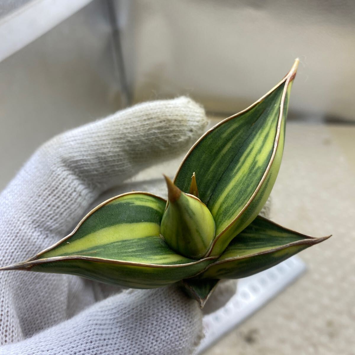 SANSEVIERIA PINGUICULA BLACK VARIEGATEDサンスベリア SANSEVIERIA PINGUICULA BLACK VARIEGATEDサンスベリア