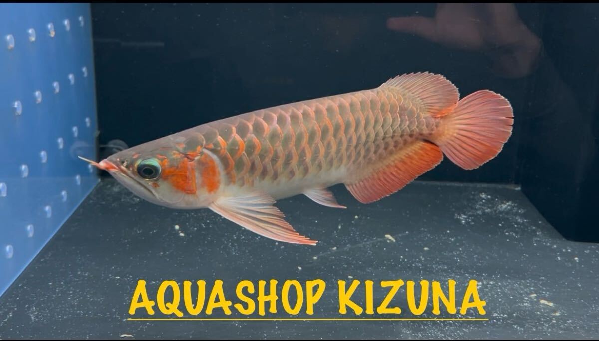 Yahoo!オークション - AQUASHOP KIZUNA RDC アジアアロワナ 紅龍 レッ...