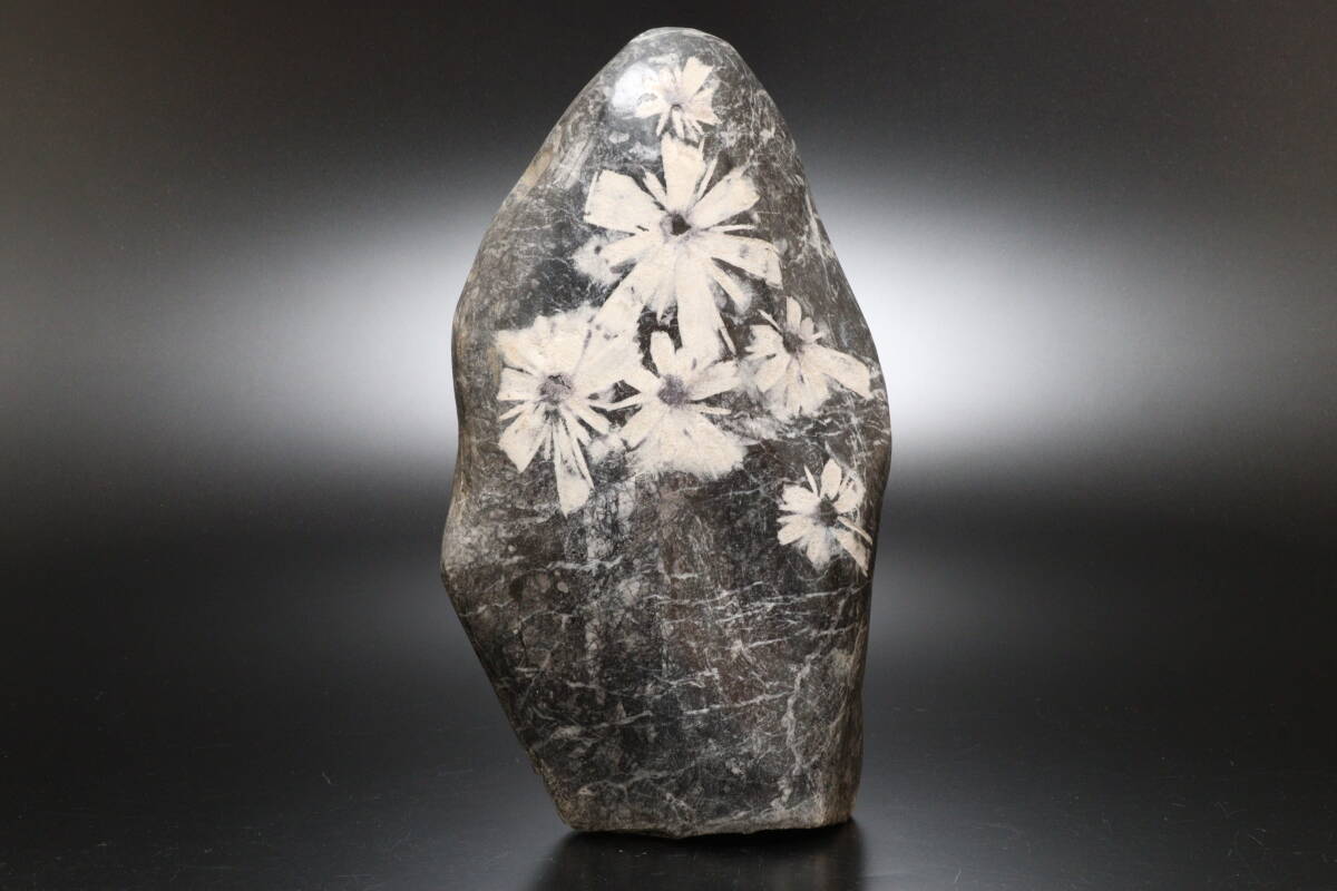 P 鑑賞石 観賞石 菊花石 高さ30.5cm 重量8.4kg(原石)|売買され P 鑑賞石 観賞石 菊花石 高さ30.5cm 重量8.4kg(原石)|売買され