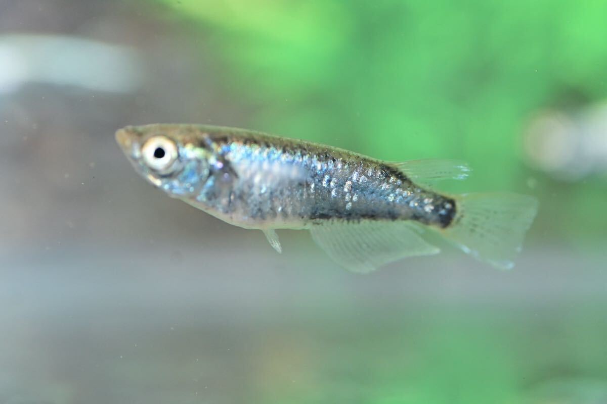 Yahoo!オークション - 【Mocoめだか】現物出品 ゴジラ 山裕めだか様血...