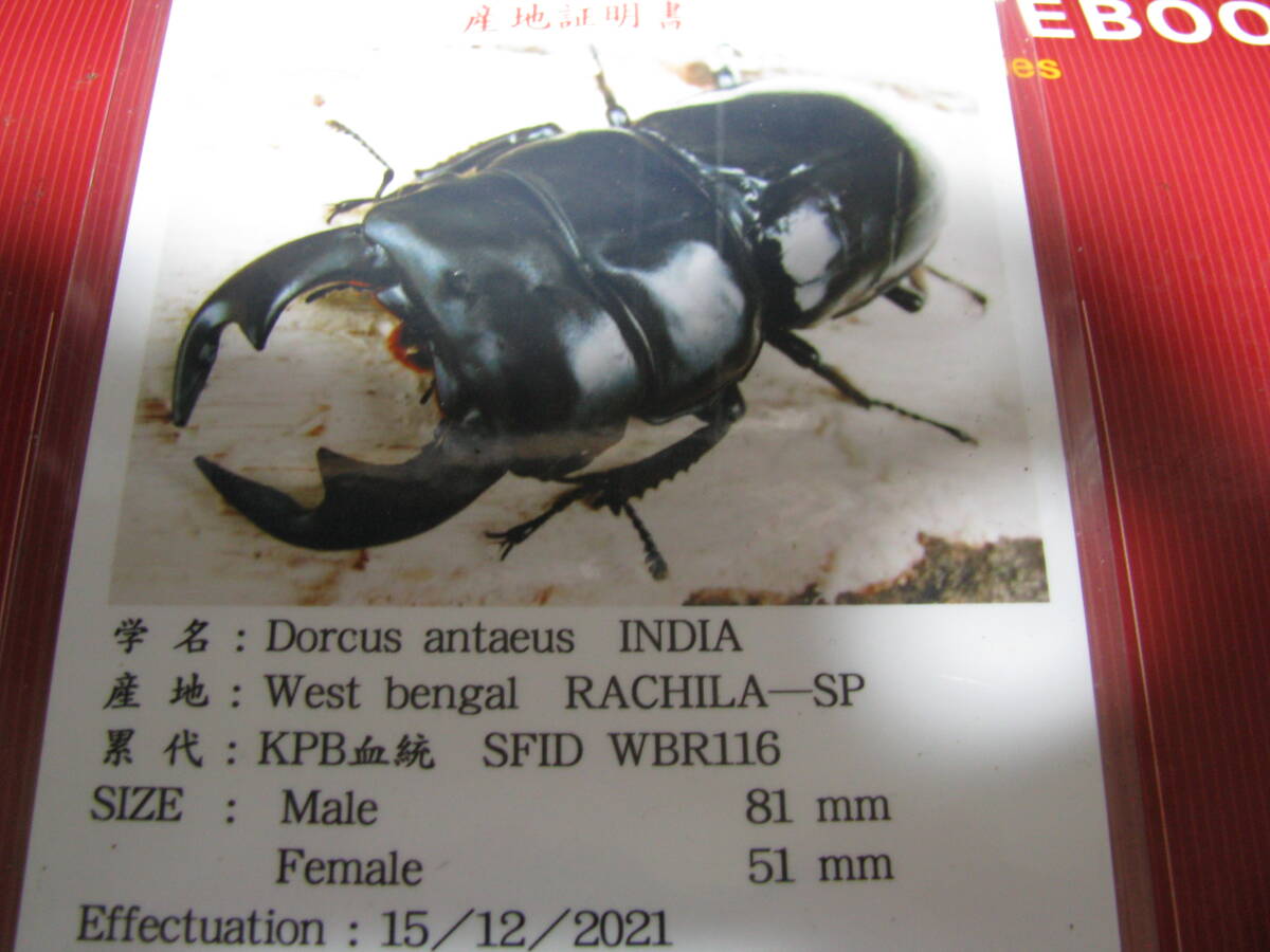 Yahoo!オークション - ウエストベンガル ラチラ アンタエウス CBF1にし...