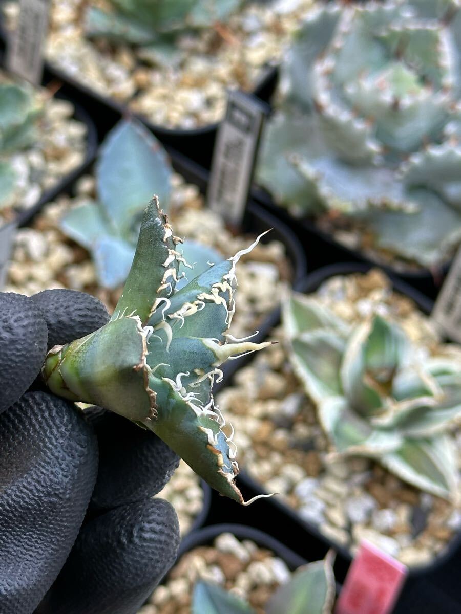 ☆ アガベ チタノタ BLUE 実生 子株 トップビヨーンAGAVE ☆ アガベ チタノタ BLUE 実生 子株 トップビヨーンAGAVE