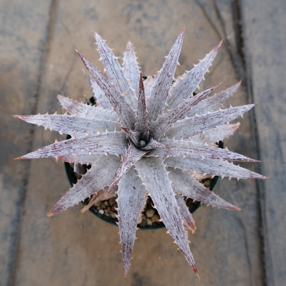 Yahoo!オークション - Dyckia Hybrid ディッキア