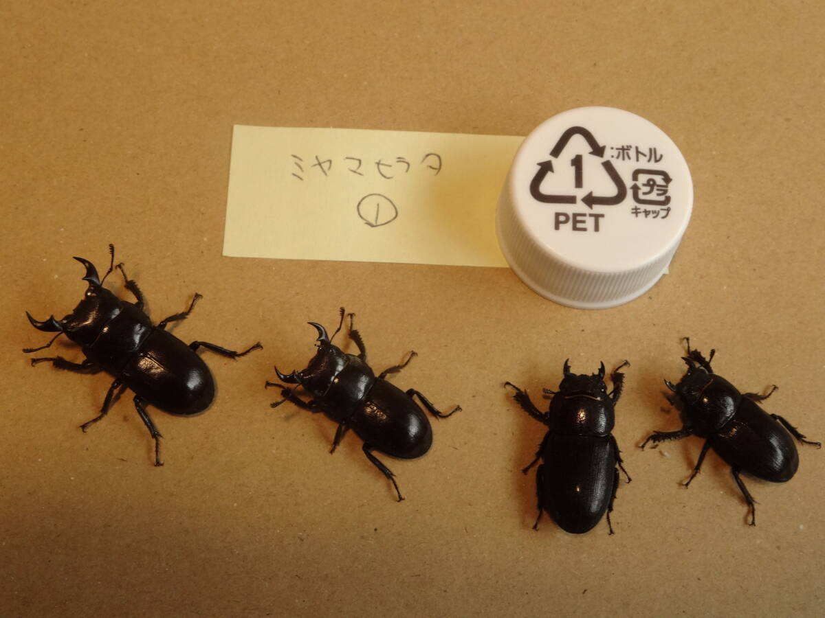 Yahoo!オークション - 1_【WF1】ミヤマヒラタ2♂2♀の合計4頭