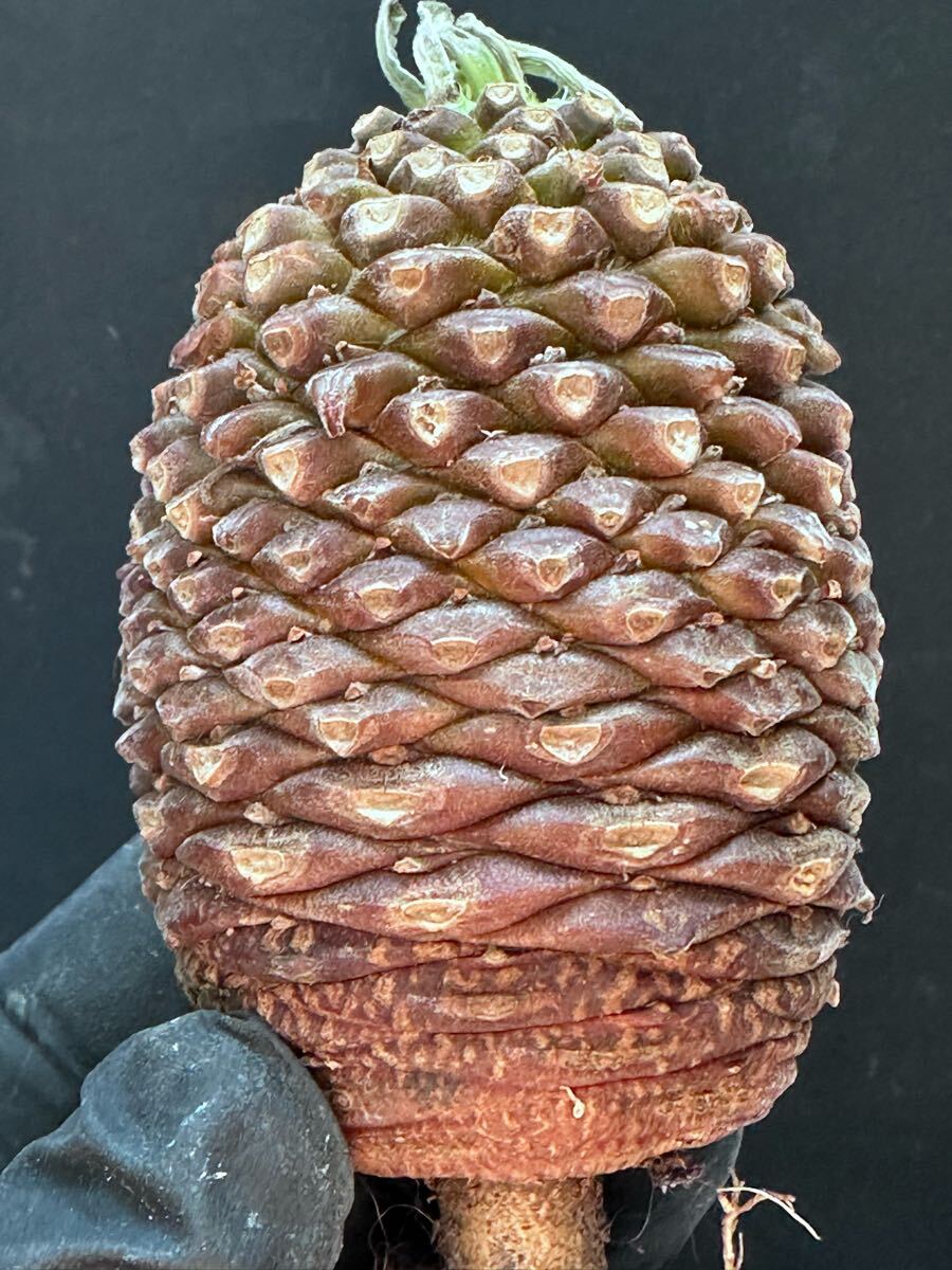 Yahoo!オークション - No.229 特選 ユーフォルビア 鉄甲丸 夏型多肉植...