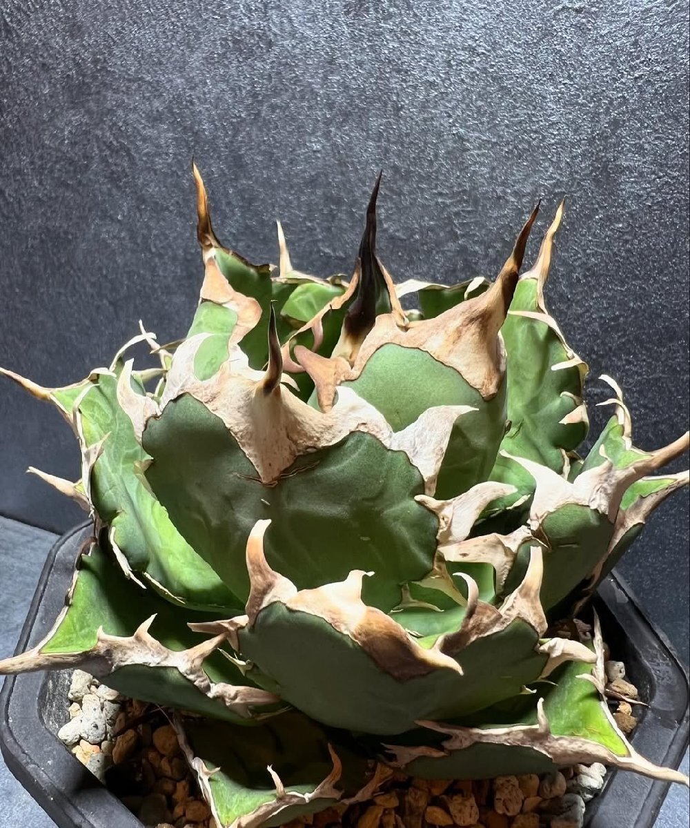 Yahoo!オークション - 1175アガベ チタノタ悪魔くん BAKEMONO/検 清櫻 ...