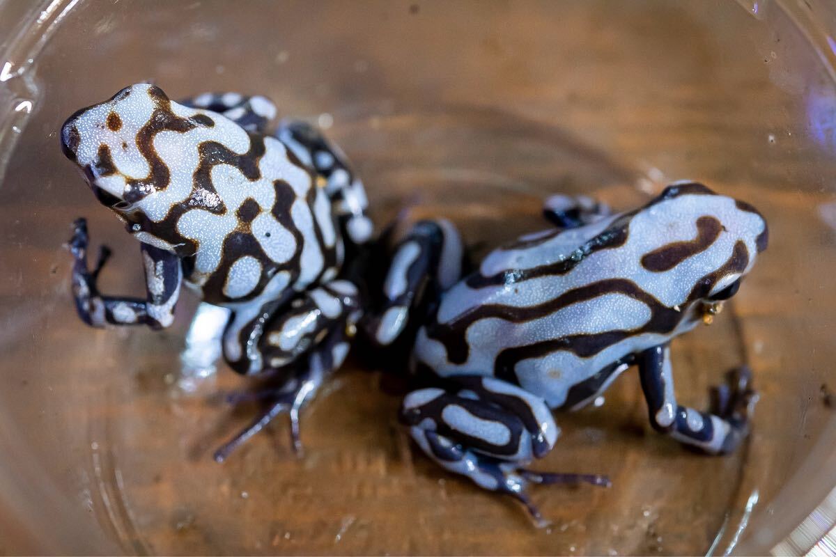 Yahoo!オークション - マダラヤドクガエル ペナブランカ CB3匹