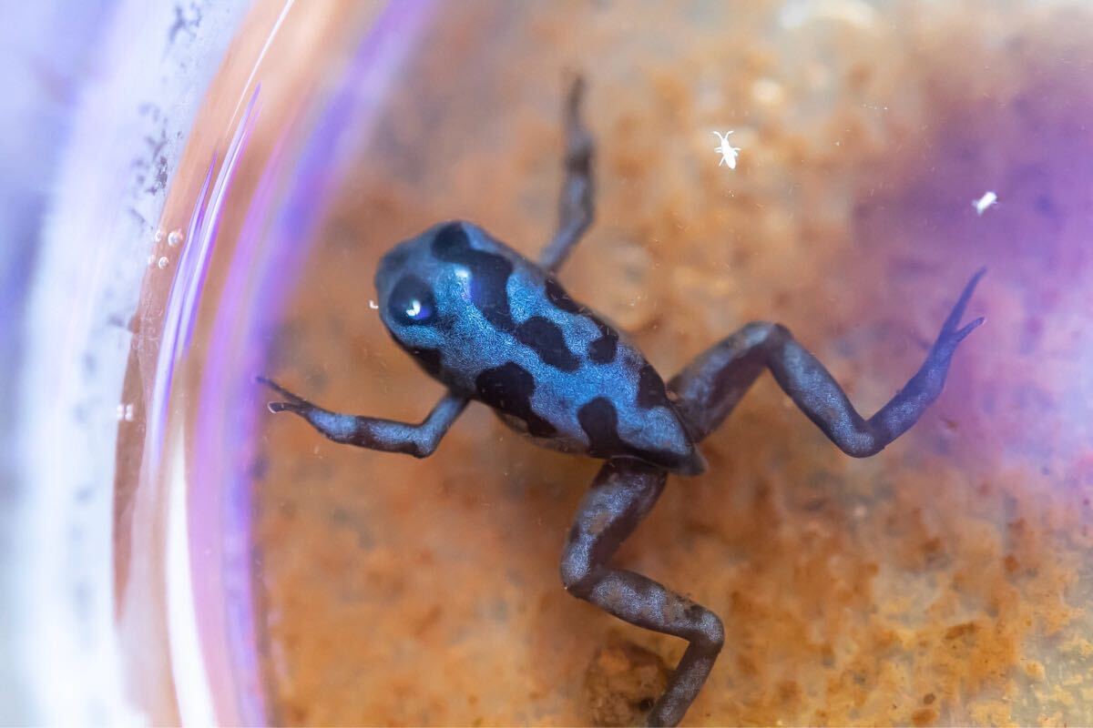 Yahoo!オークション - マダラヤドクガエル ペナブランカ CB3匹