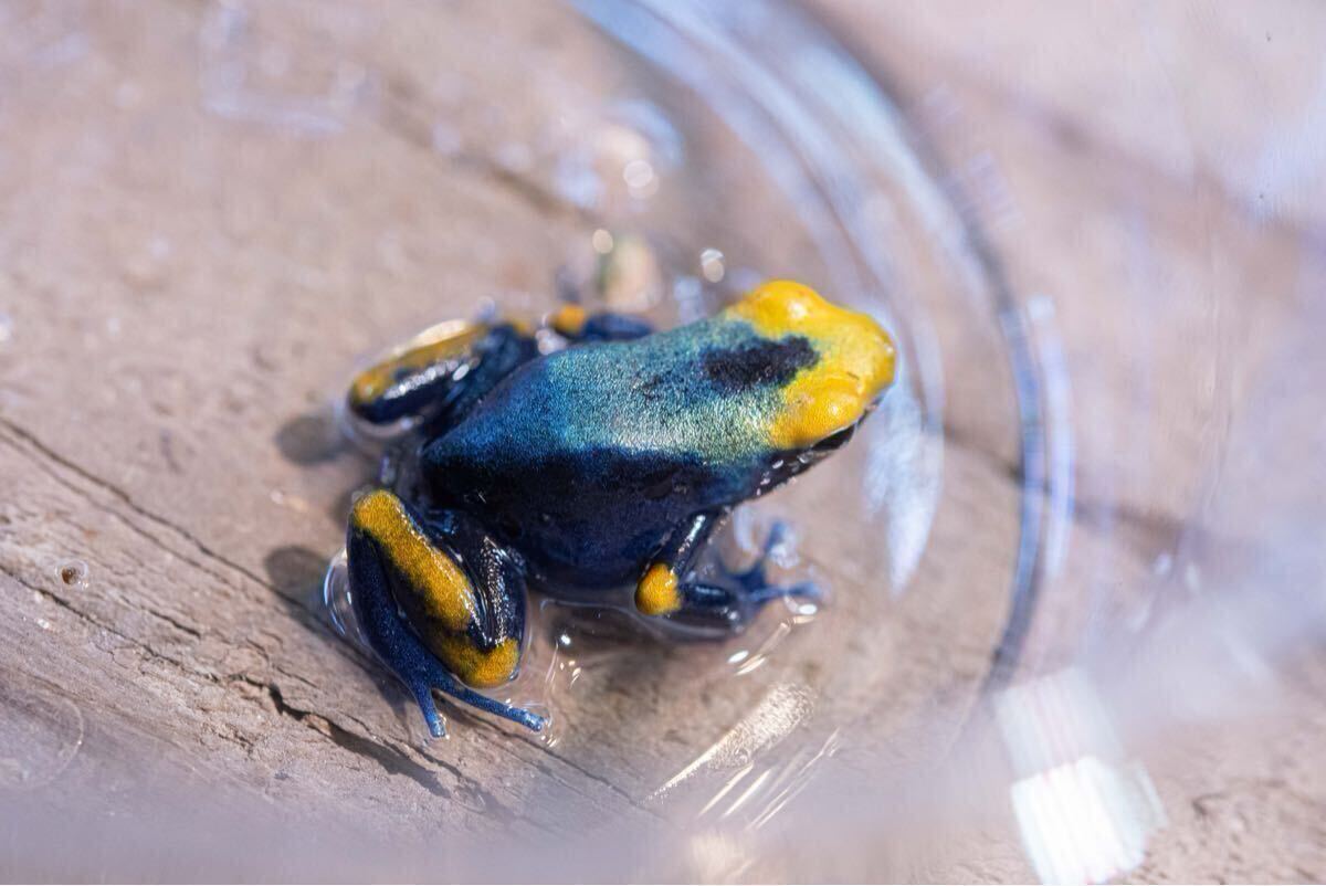 Yahoo!オークション - アイゾメヤドクガエル トゥムクマケ cb3匹