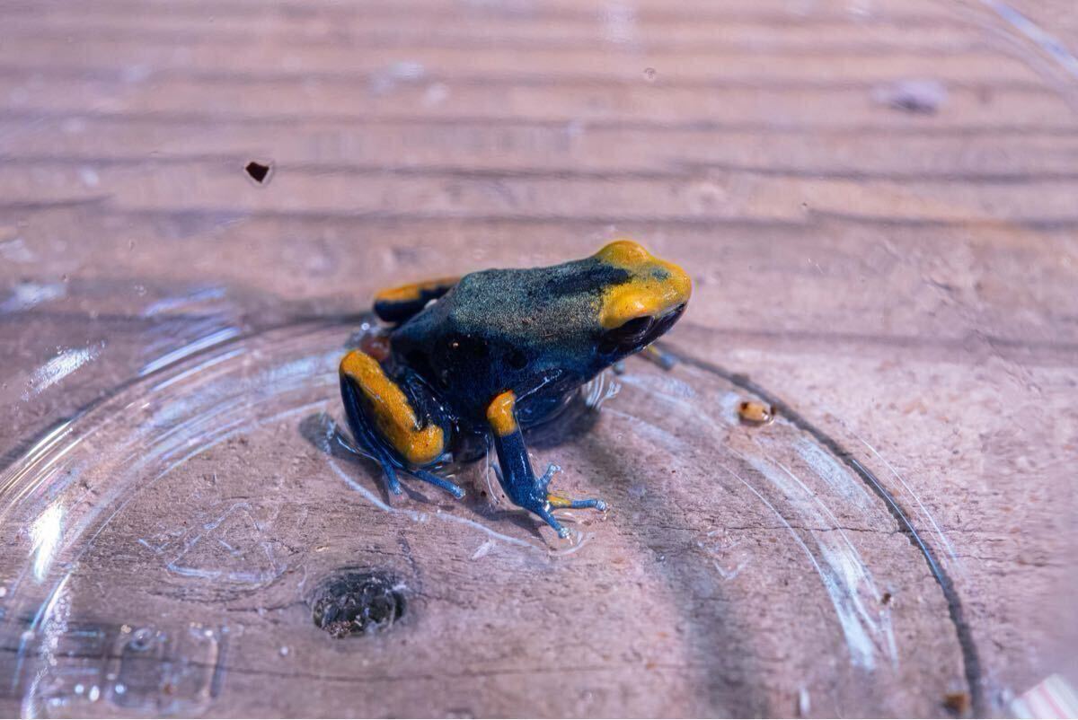 Yahoo!オークション - アイゾメヤドクガエル トゥムクマケ cb3匹