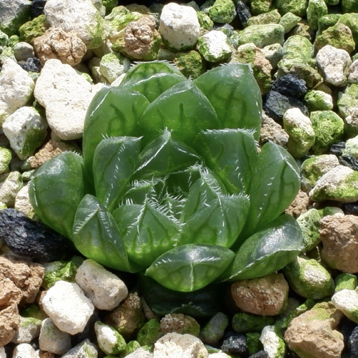 Yahoo!オークション - （25−478）ハオルチア (H. bolusii hyb. x...