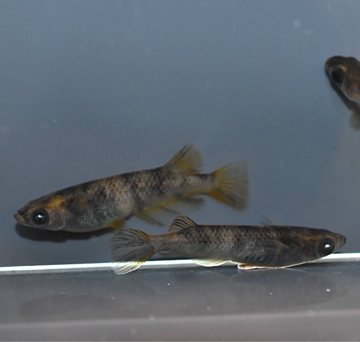 Yahoo!オークション - 【あがらメダカ】 AW-03R 3ペア (検索 美虎 和墨...