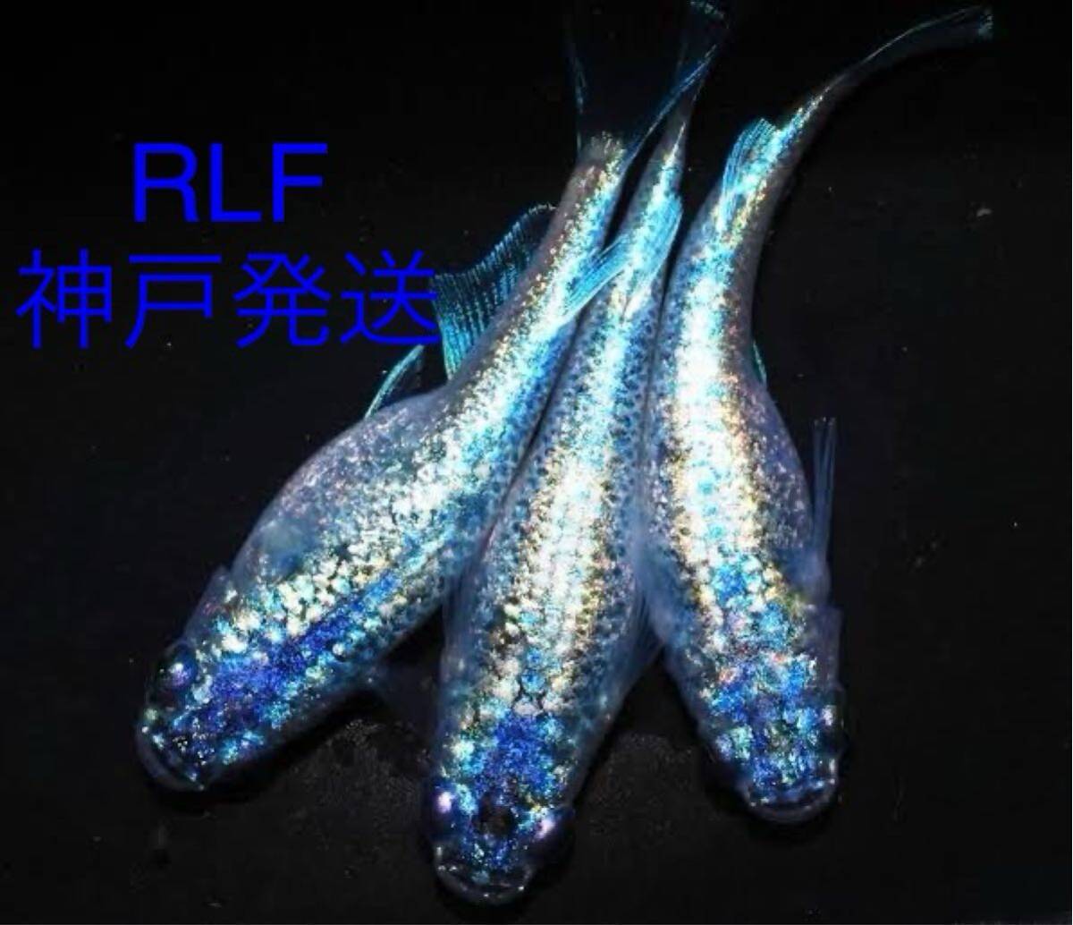 Yahoo!オークション - メダカ ネプチューン RLF 有精卵20個a