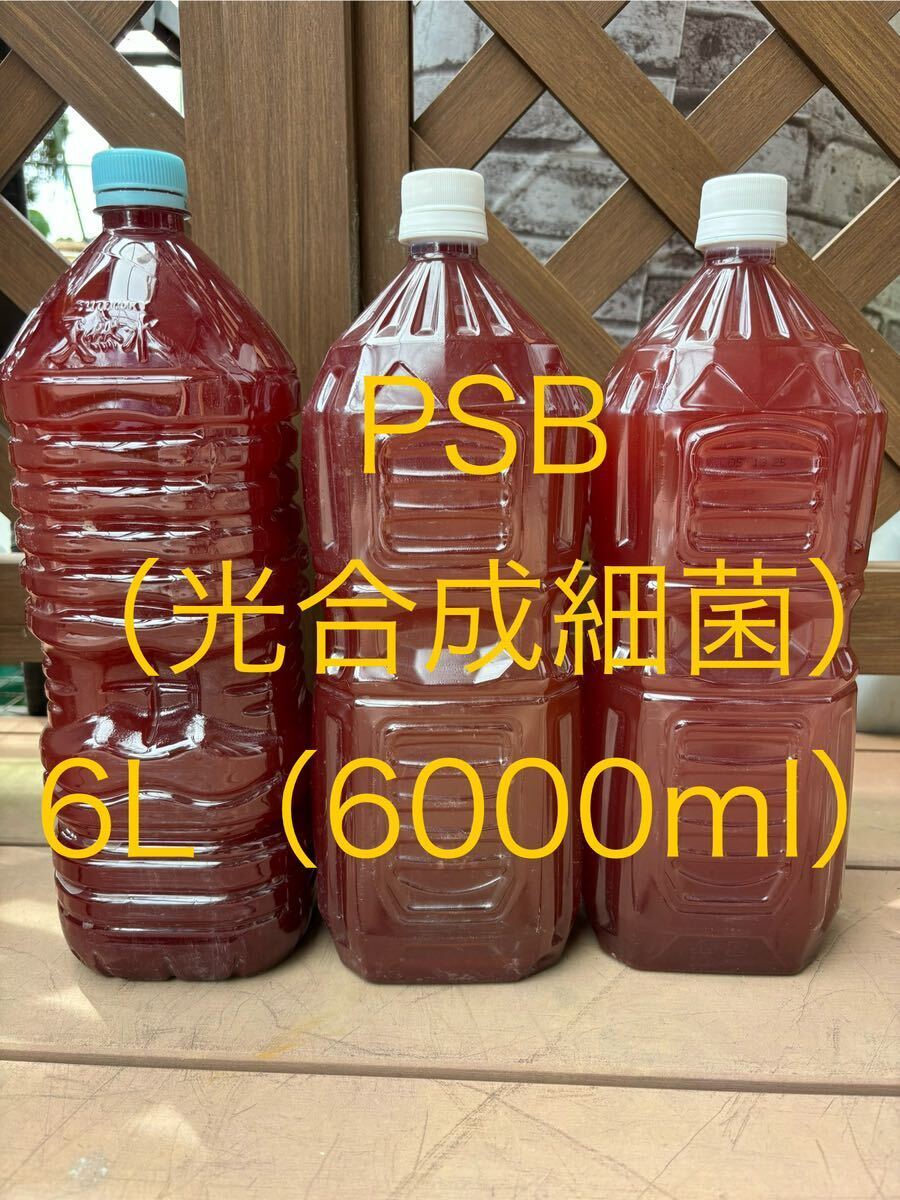 Yahoo!オークション - PSB6L（6000ml） PSB光合成細菌 ゾウリムシ 水質...
