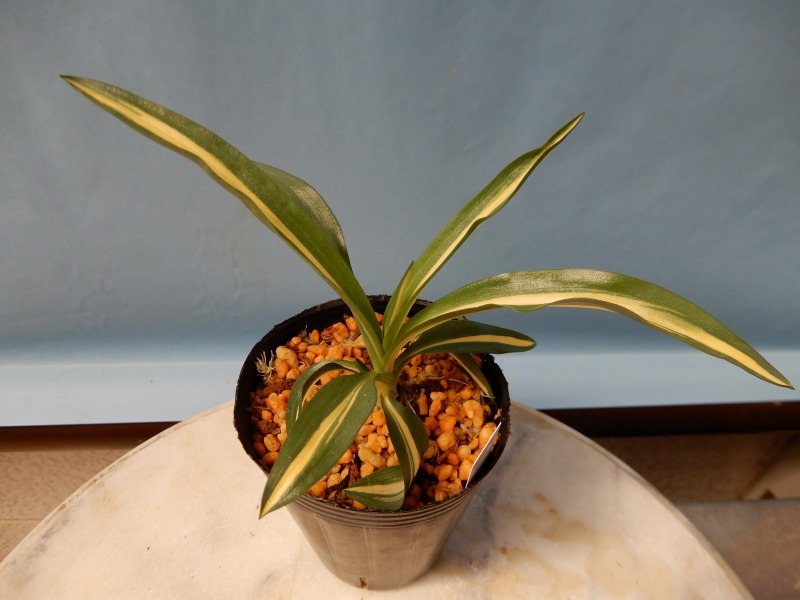 Yahoo!オークション - ネジバナ NO28 「遠州錦」 静岡県磐田市産 珍品...