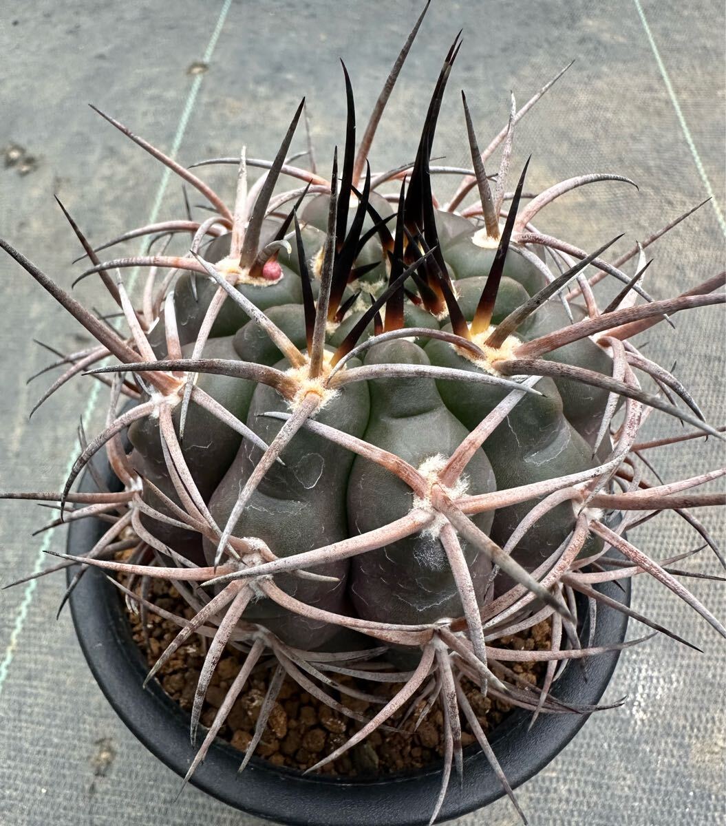 Yahoo!オークション - 魔天竜 Gymnocalycium