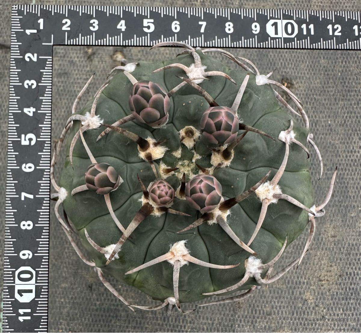Yahoo!オークション - バッテリー 実生 Gymnocalycium