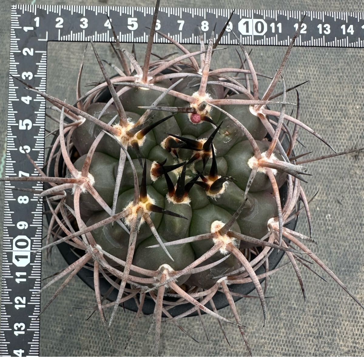 Yahoo!オークション - 魔天竜 Gymnocalycium