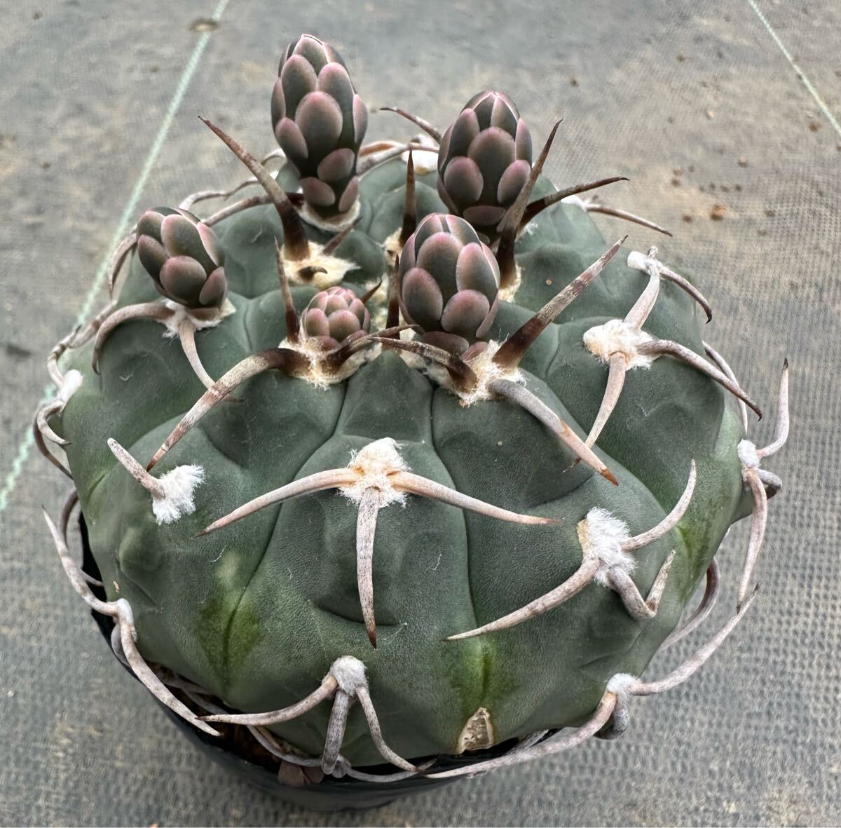 Yahoo!オークション - バッテリー 実生 Gymnocalycium