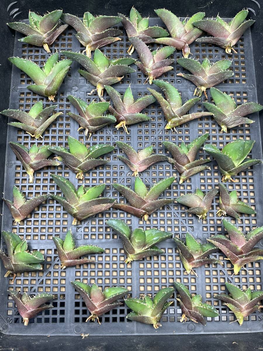 Yahoo!オークション - B64多肉植物アガベ ジャガーノート 純血 'Jugger...