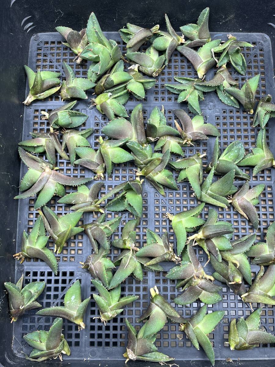 Yahoo!オークション - B71多肉植物アガベ ジャガーノート 純血 'Jugger...