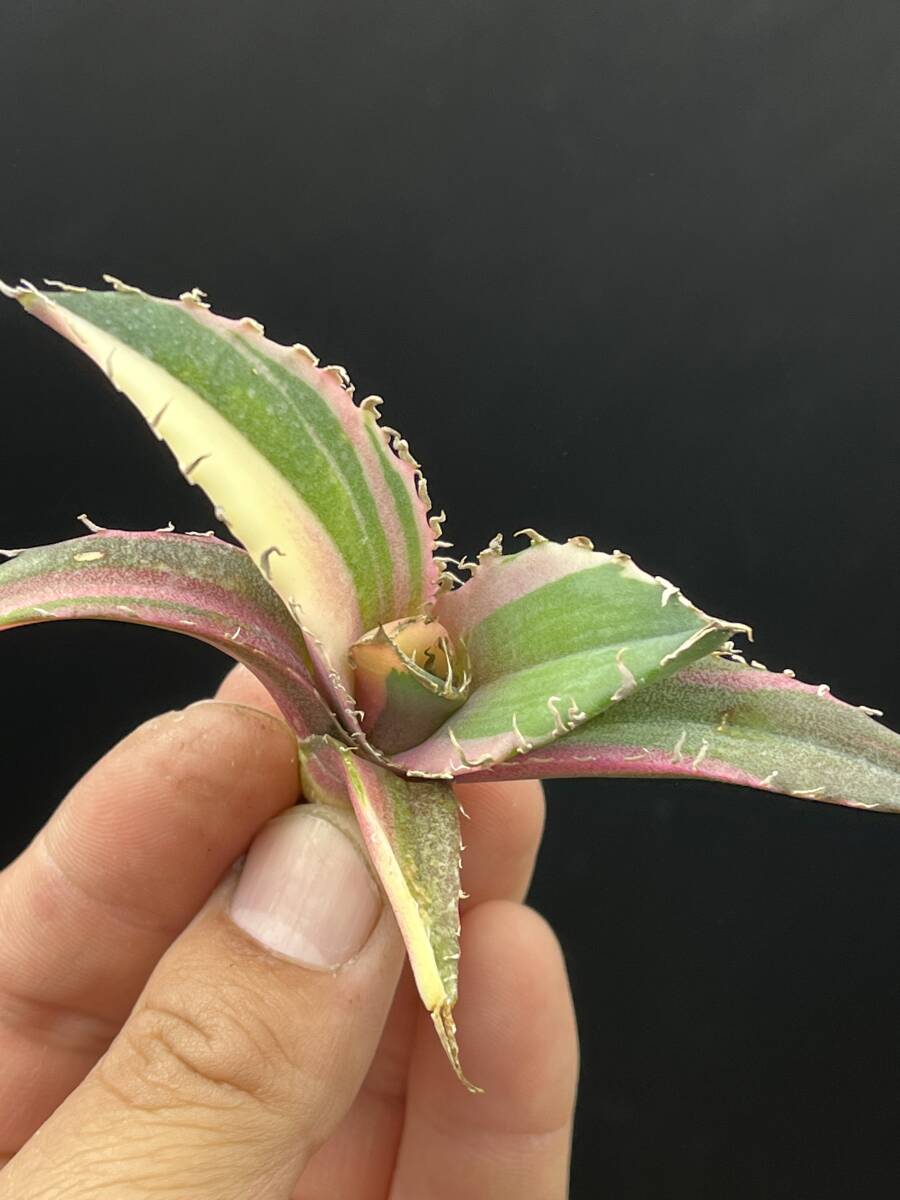 Yahoo!オークション - B94多肉植物 アガベ チタノタ 白鯨錦 覆輪錦 鮮...