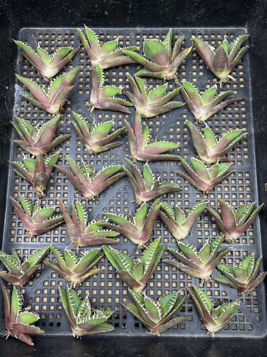 Yahoo!オークション - B99多肉植物アガベ チタノタ 南アフリカダイヤモ...