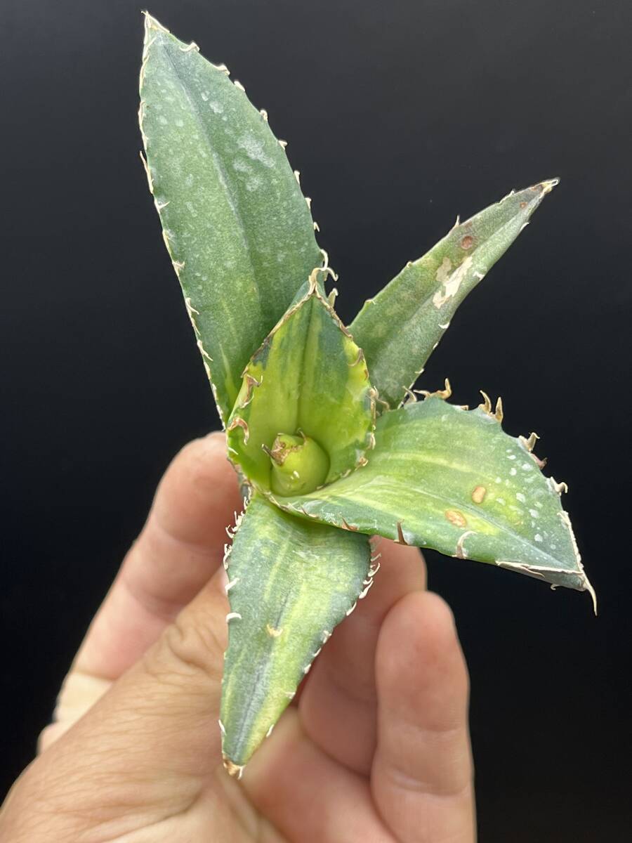 Yahoo!オークション - B89多肉植物 アガベ チタノタ 白鯨錦 縞斑錦 精...