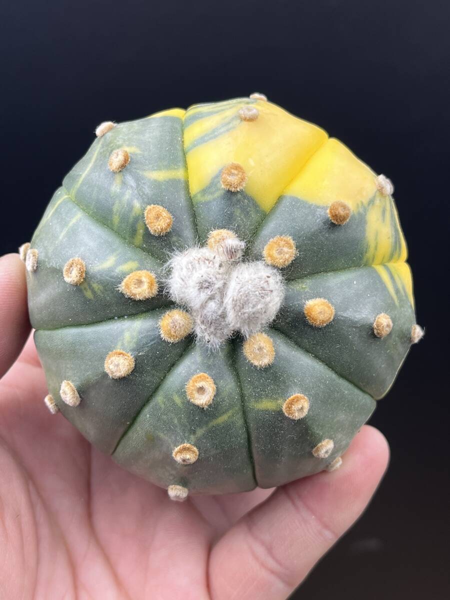 Yahoo!オークション - C34大疣瑠璃兜錦・サボテン・多肉植物