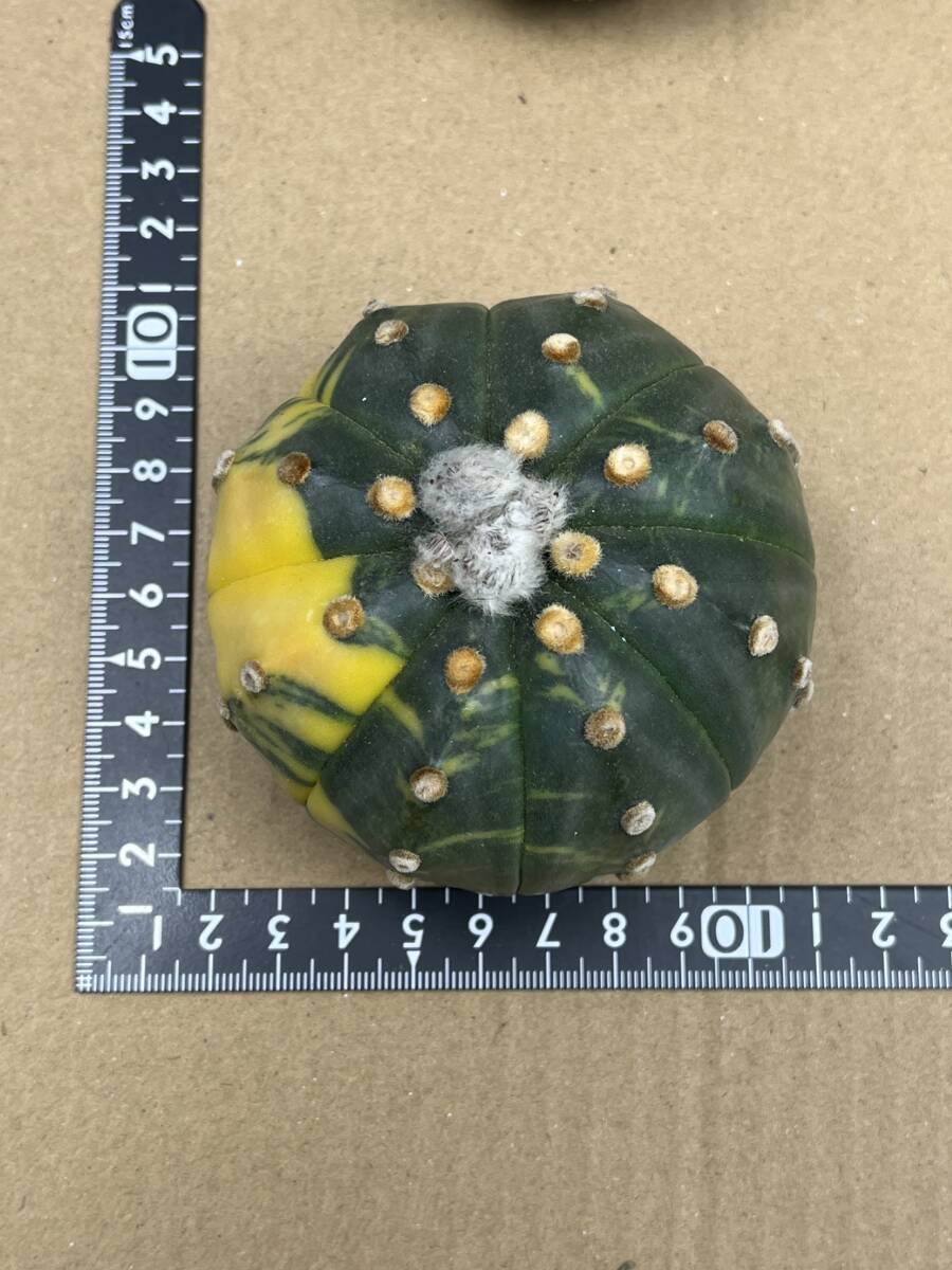 Yahoo!オークション - C34大疣瑠璃兜錦・サボテン・多肉植物