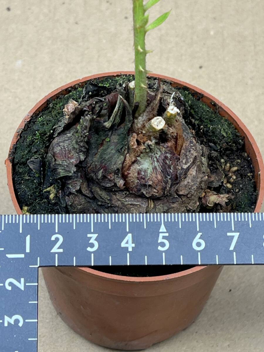 Yahoo!オークション - D39斑入りソテツ 黄斑 蘇鉄 希少