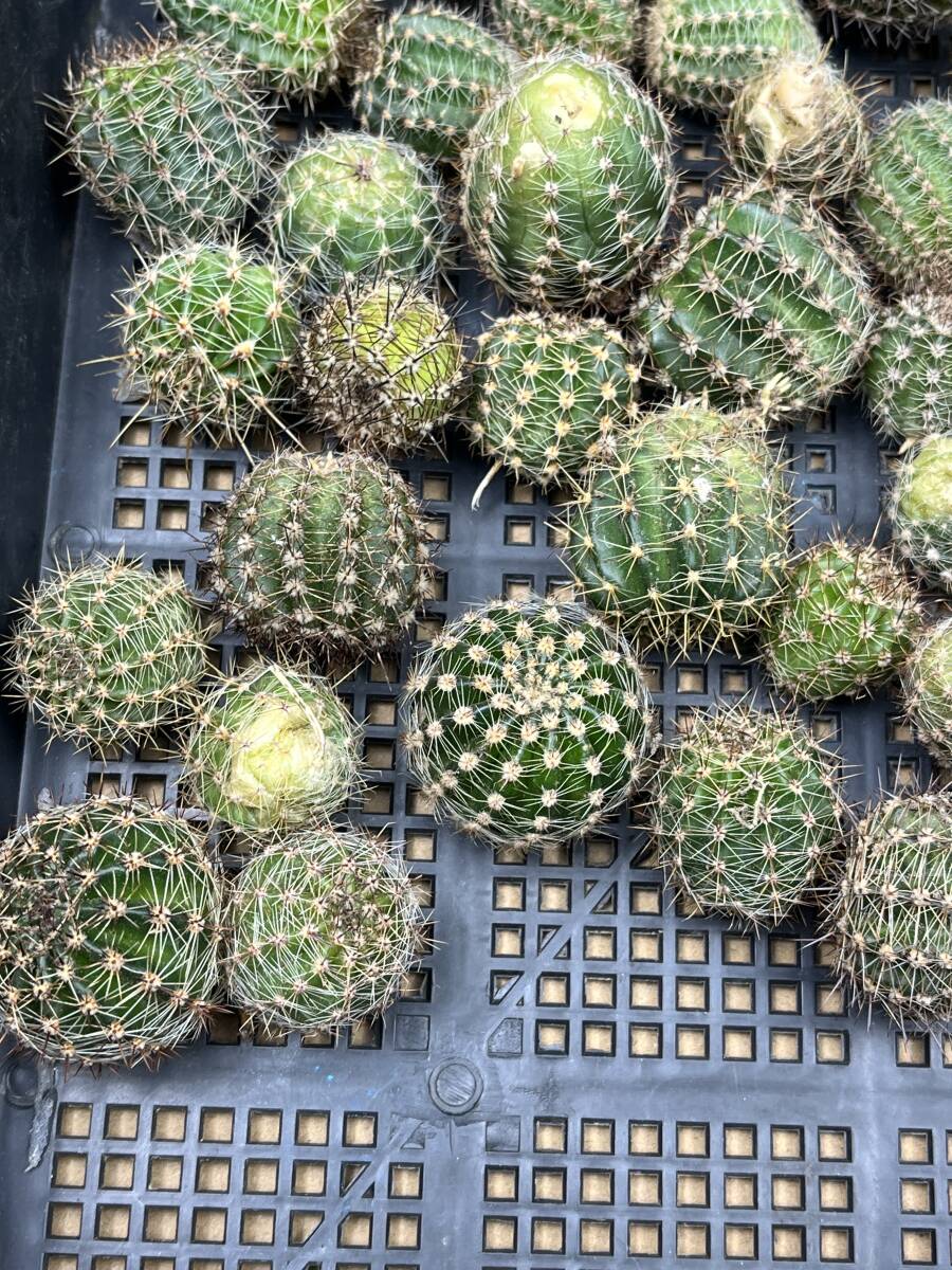 Yahoo!オークション - D59-50個 大輪花 サボテン 多肉植物