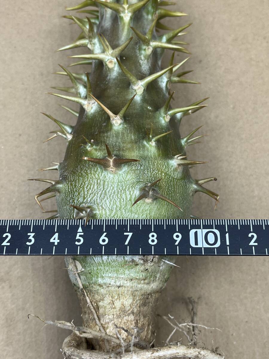 Yahoo!オークション - D47多肉植物 サボテン Pachypodium ambongense ...