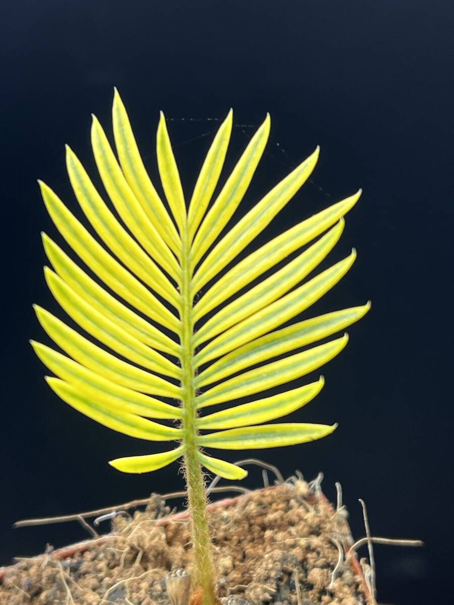 Yahoo!オークション - E22斑入りソテツ 黄斑 蘇鉄 希少