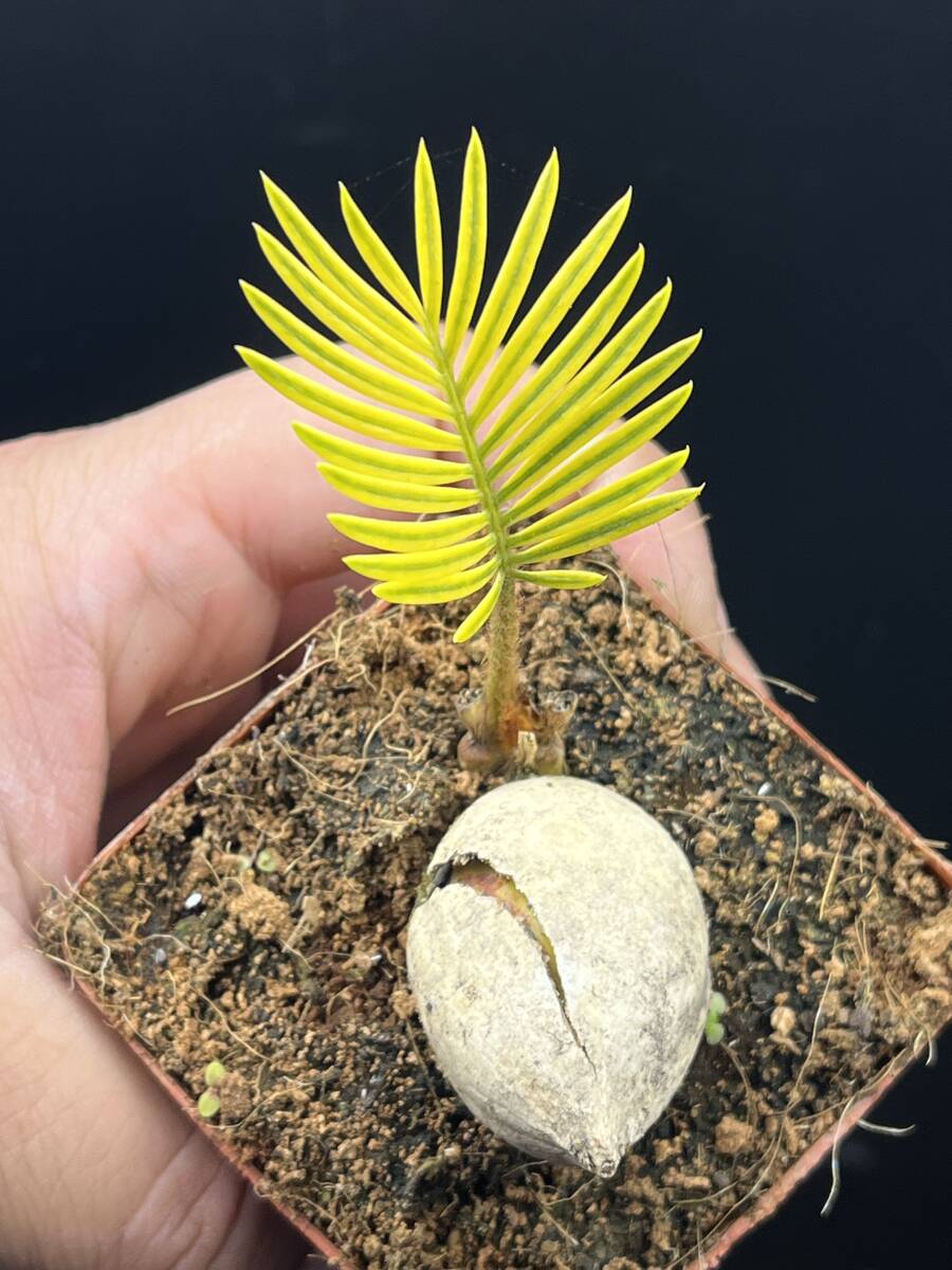 Yahoo!オークション - E22斑入りソテツ 黄斑 蘇鉄 希少