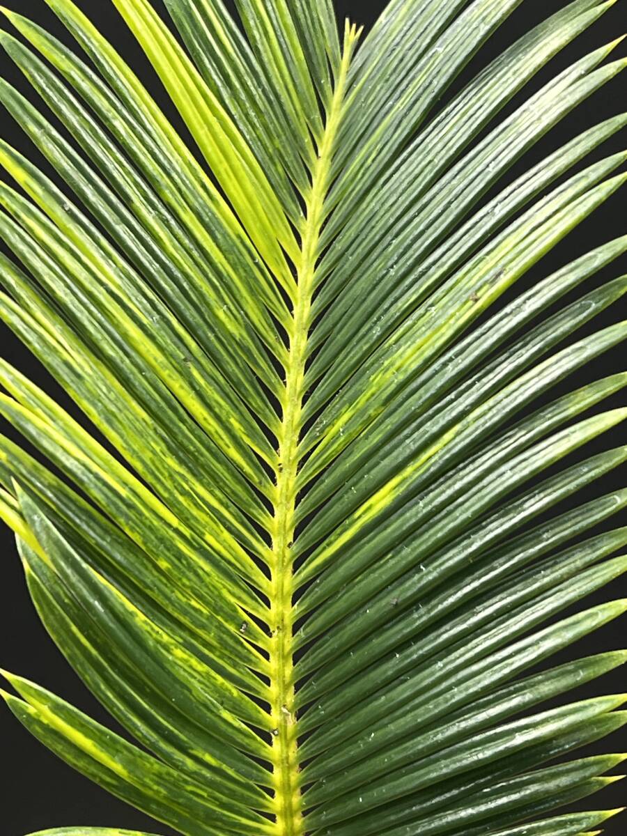 Yahoo!オークション - G94斑入りソテツ 黄斑 蘇鉄 希少