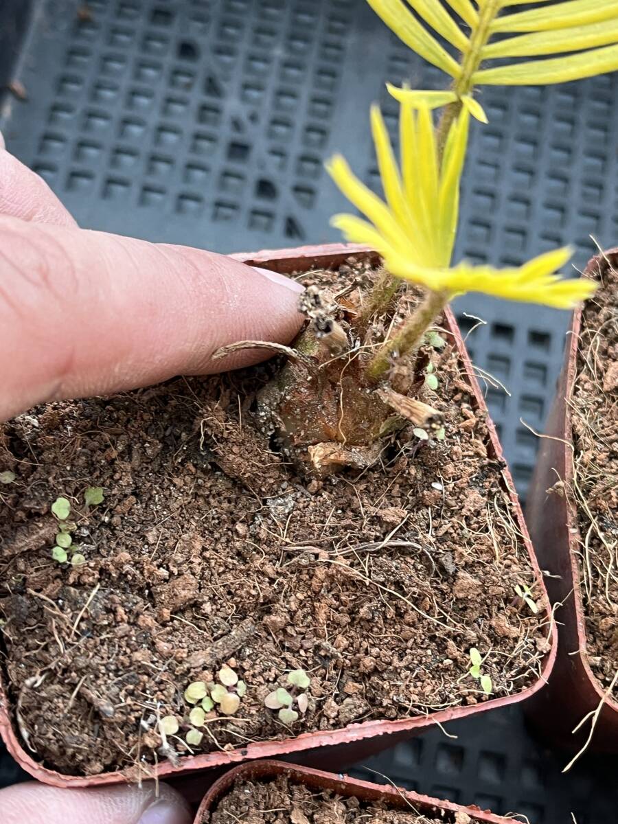 Yahoo!オークション - J36斑入りソテツ 黄斑 蘇鉄 希少 5株同梱