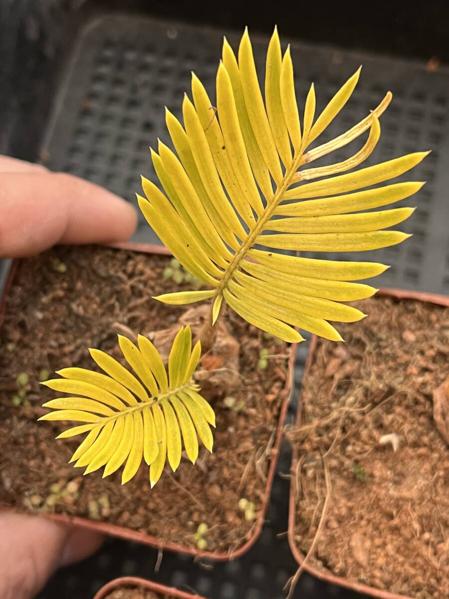 Yahoo!オークション - J36斑入りソテツ 黄斑 蘇鉄 希少 5株同梱