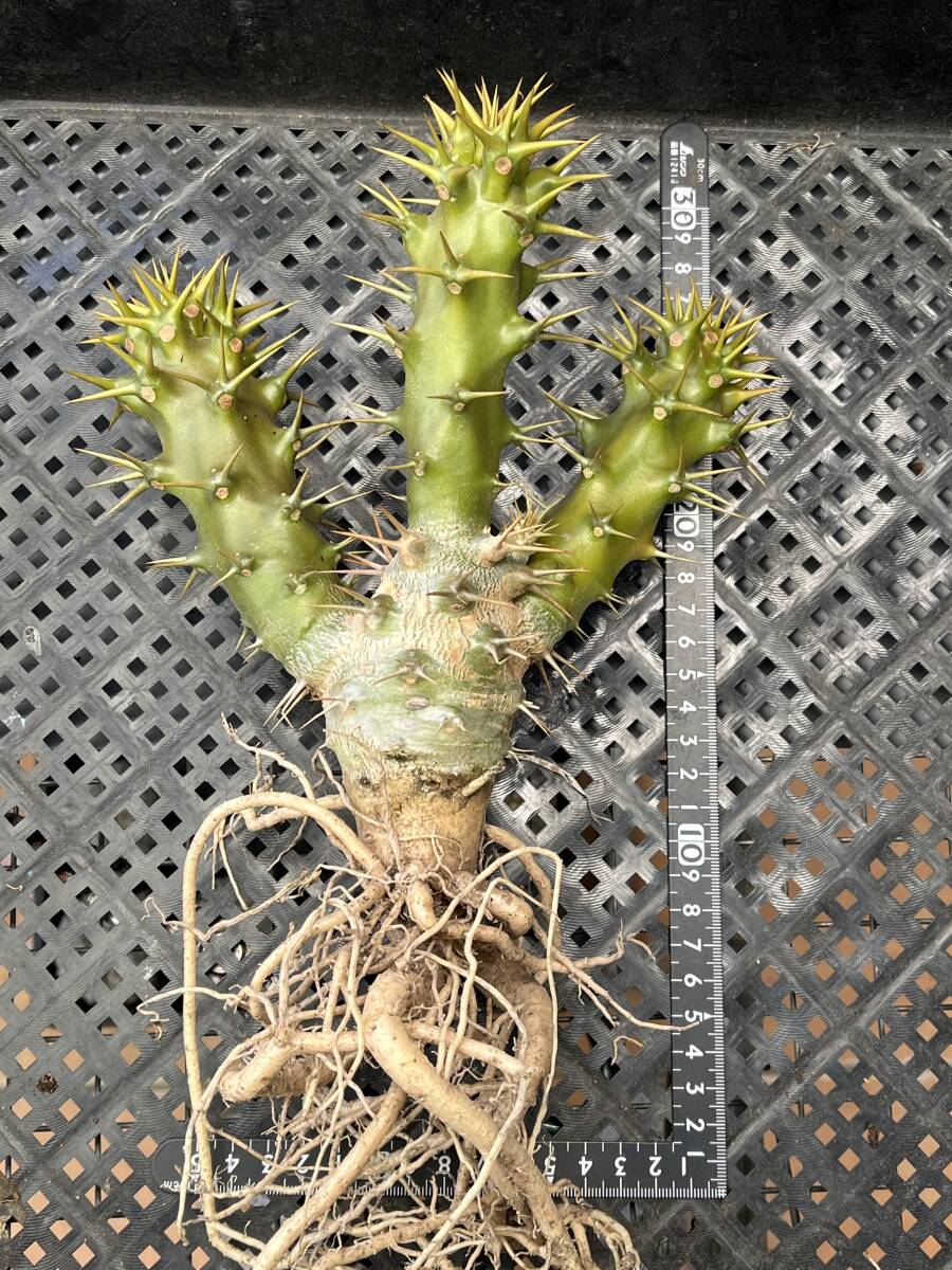 Yahoo!オークション - J49多肉植物 サボテン Pachypodium ambongense ...
