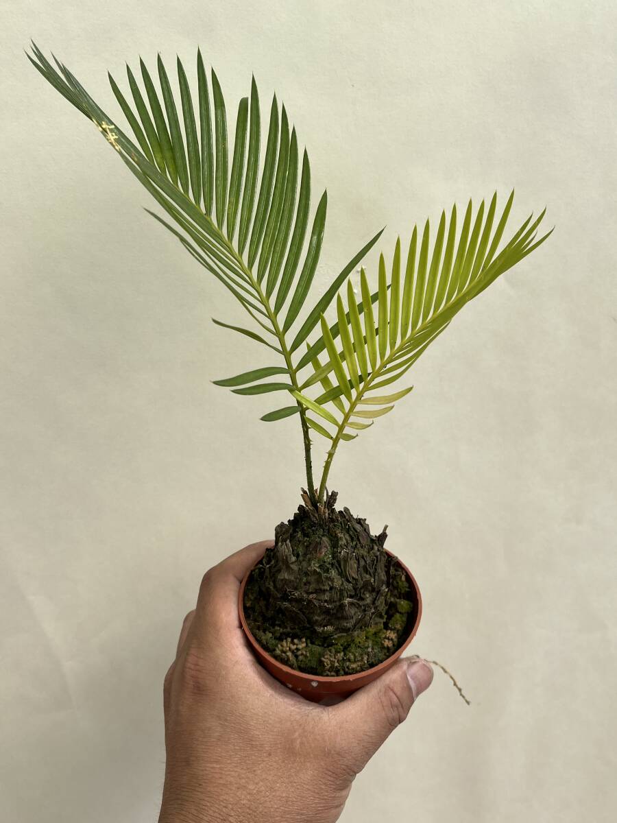 Yahoo!オークション - J21斑入りソテツ 黄斑 蘇鉄 希少