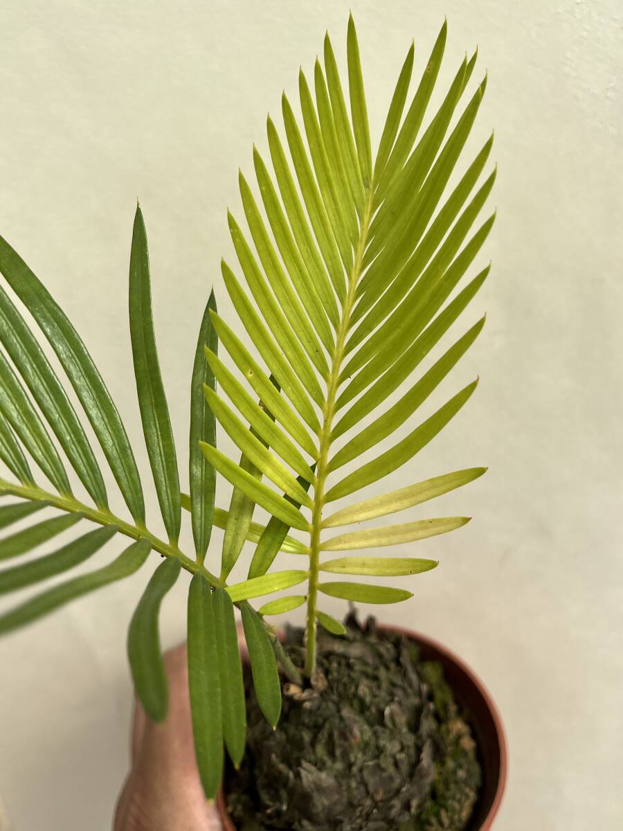 Yahoo!オークション - J21斑入りソテツ 黄斑 蘇鉄 希少