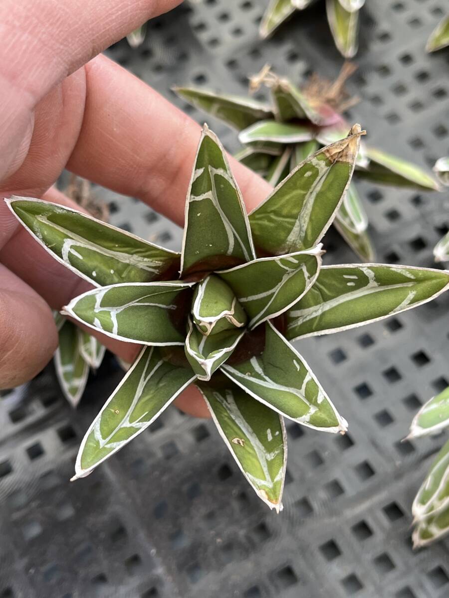 Yahoo!オークション - J30アガベ 多肉植物 笹の雪 ダルマ笹の雪 濃白株...